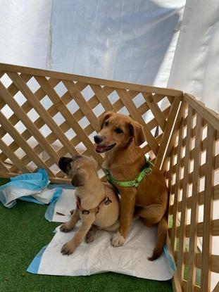 Cuidadora y paseadora de perros responsable y amorosa - Melanie - Gudog